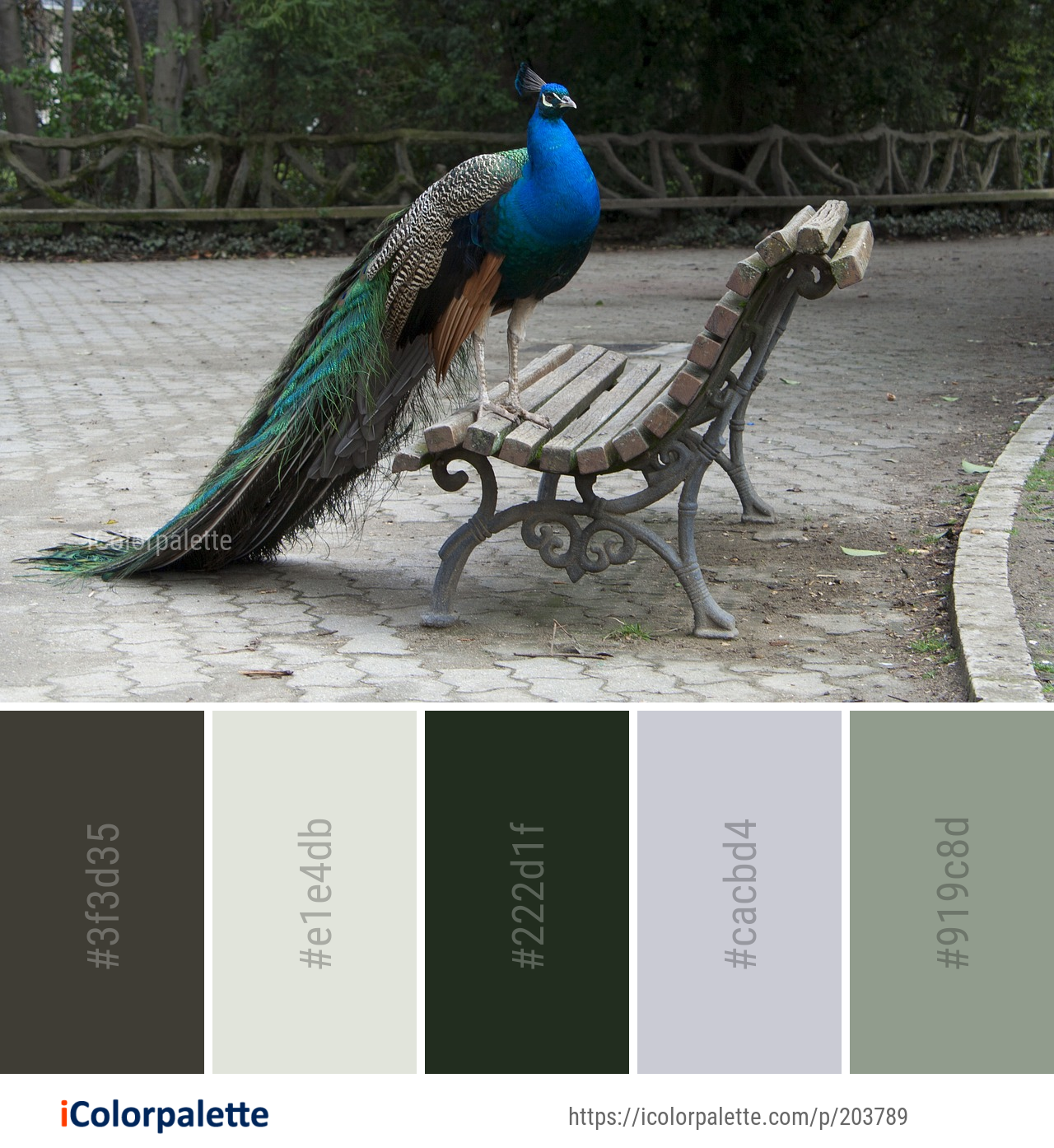 Color Palette Ideas from Peafowl Bird Galliformes Image | iColorpalette