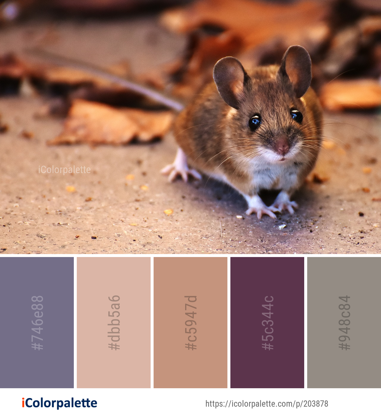 Color Palette Ideas from Mammal Mouse Vertebrate Image | iColorpalette
