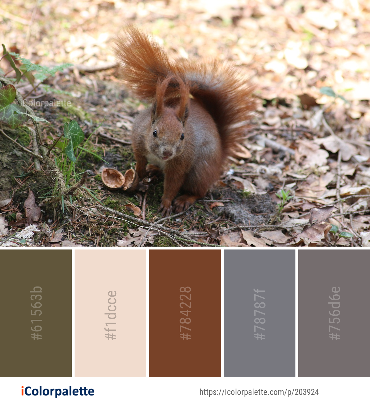 Color Palette Ideas from Squirrel Fauna Mammal Image | iColorpalette