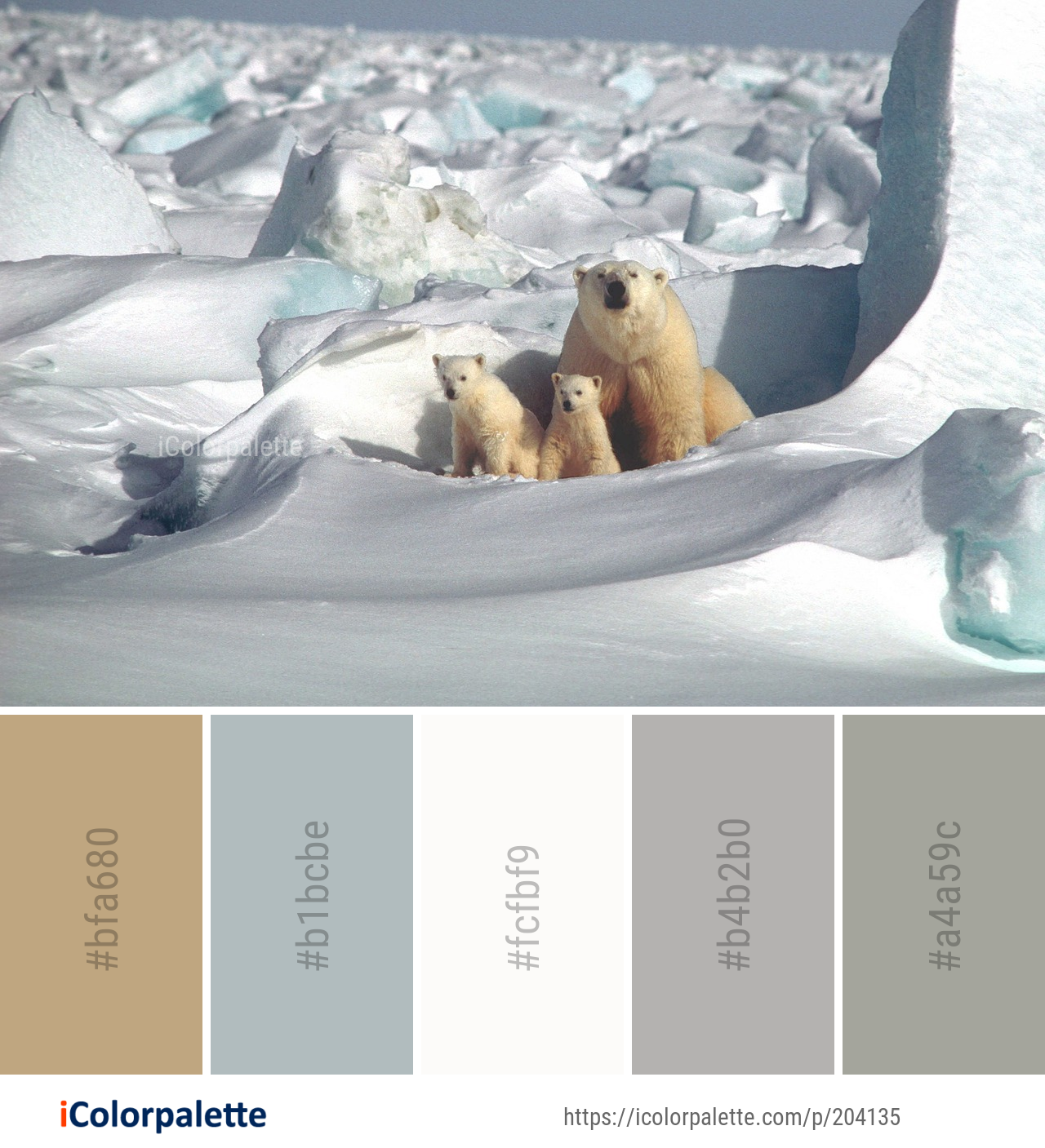 Color Palette Ideas from Polar Bear Image | iColorpalette