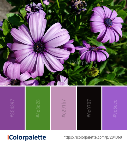 25 Malva Color Palette ideas in 2025 | iColorpalette