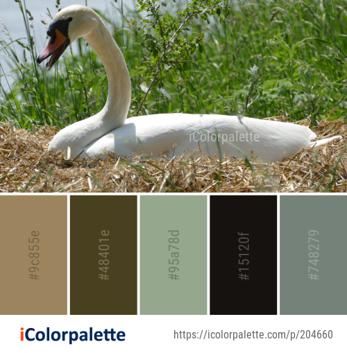 Color Palette Ideas from Bird Swan Fauna Image | iColorpalette