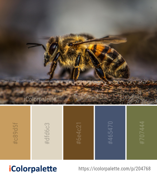 Color Palette Ideas from Insect Honey Bee Image | iColorpalette