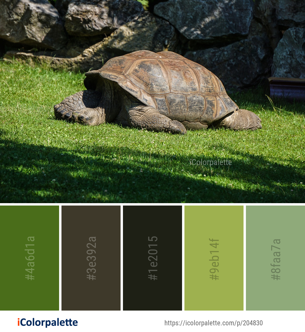 Color Palette Ideas from Tortoise Turtle Fauna Image | iColorpalette