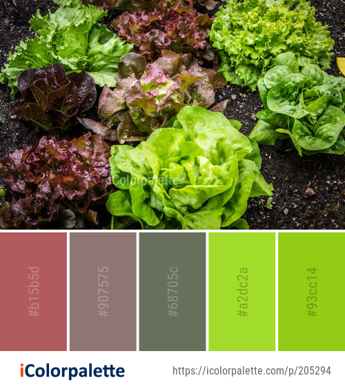 18 Lettuce Color Palette ideas in 2025 | iColorpalette