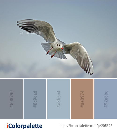 Color Palette Ideas from Bird Gull Fauna Image | iColorpalette