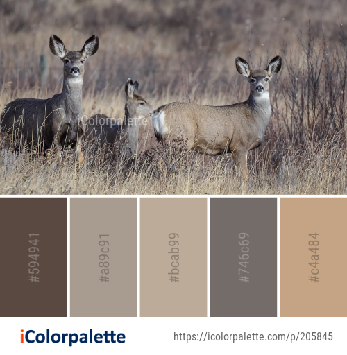 Color Palette Ideas from Wildlife Deer Fauna Image | iColorpalette