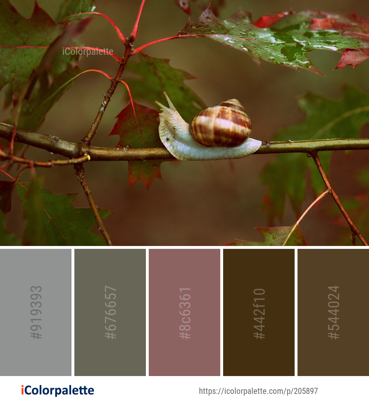 Color Palette Ideas from Leaf Snails And Slugs Snail Image | iColorpalette