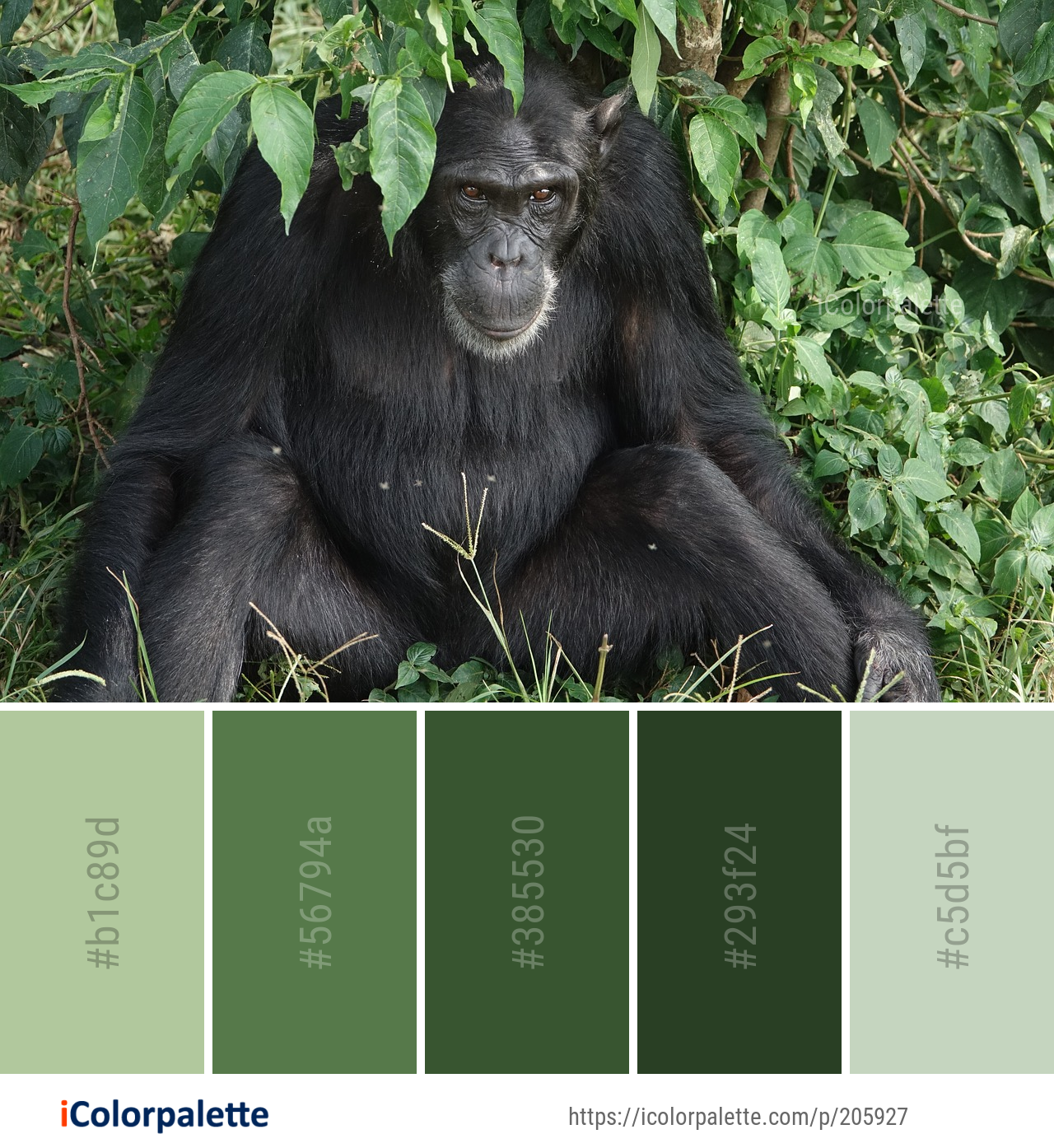 Color Palette Ideas from Great Ape Common Chimpanzee Mammal Image ...