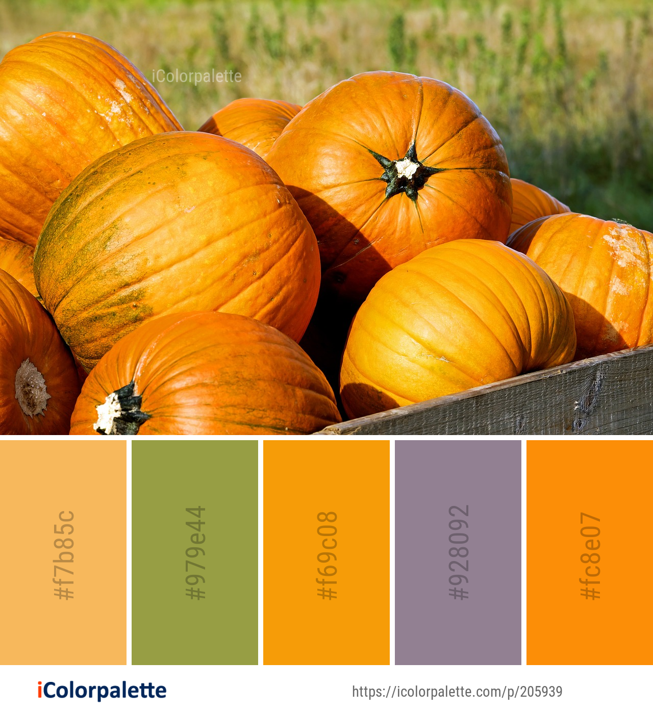 Color Palette Ideas from Winter Squash Calabaza Cucurbita Image ...