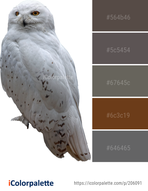 Color Palette Ideas from Owl Bird Of Prey Image | iColorPalette