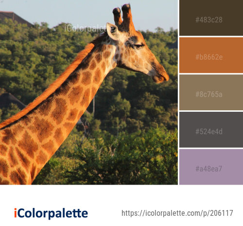 Color Palette Ideas from Giraffe Wildlife Giraffidae Image | iColorpalette