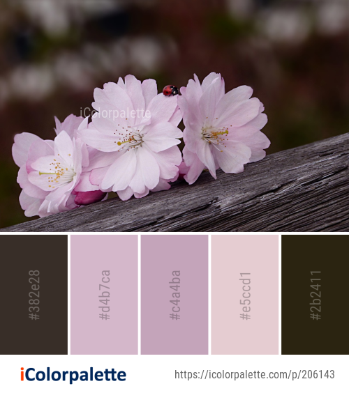 Color Palette Ideas from Flower Pink Blossom Image | iColorpalette