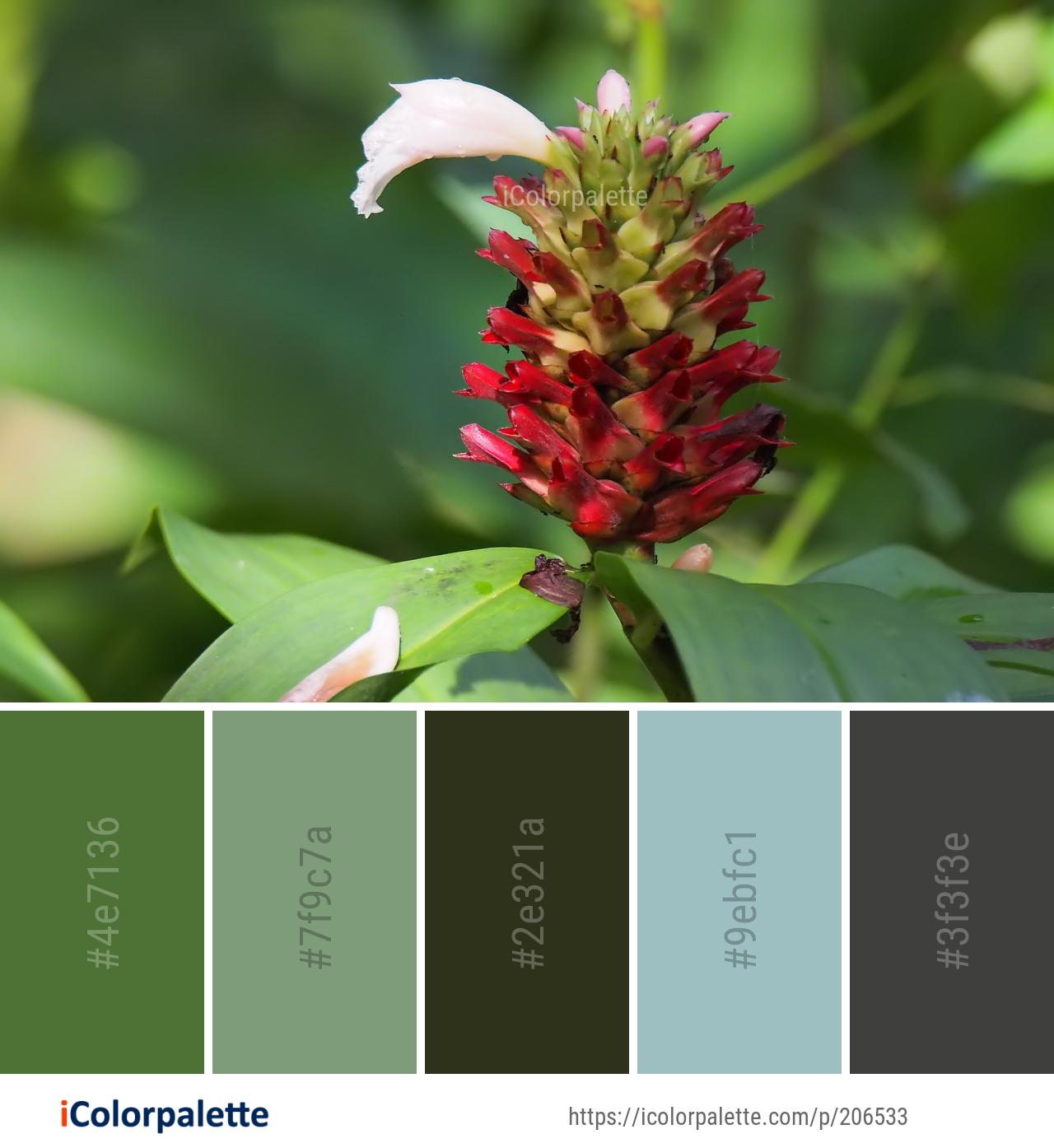 Color Palette Ideas from Plant Flower Flora Image | iColorpalette
