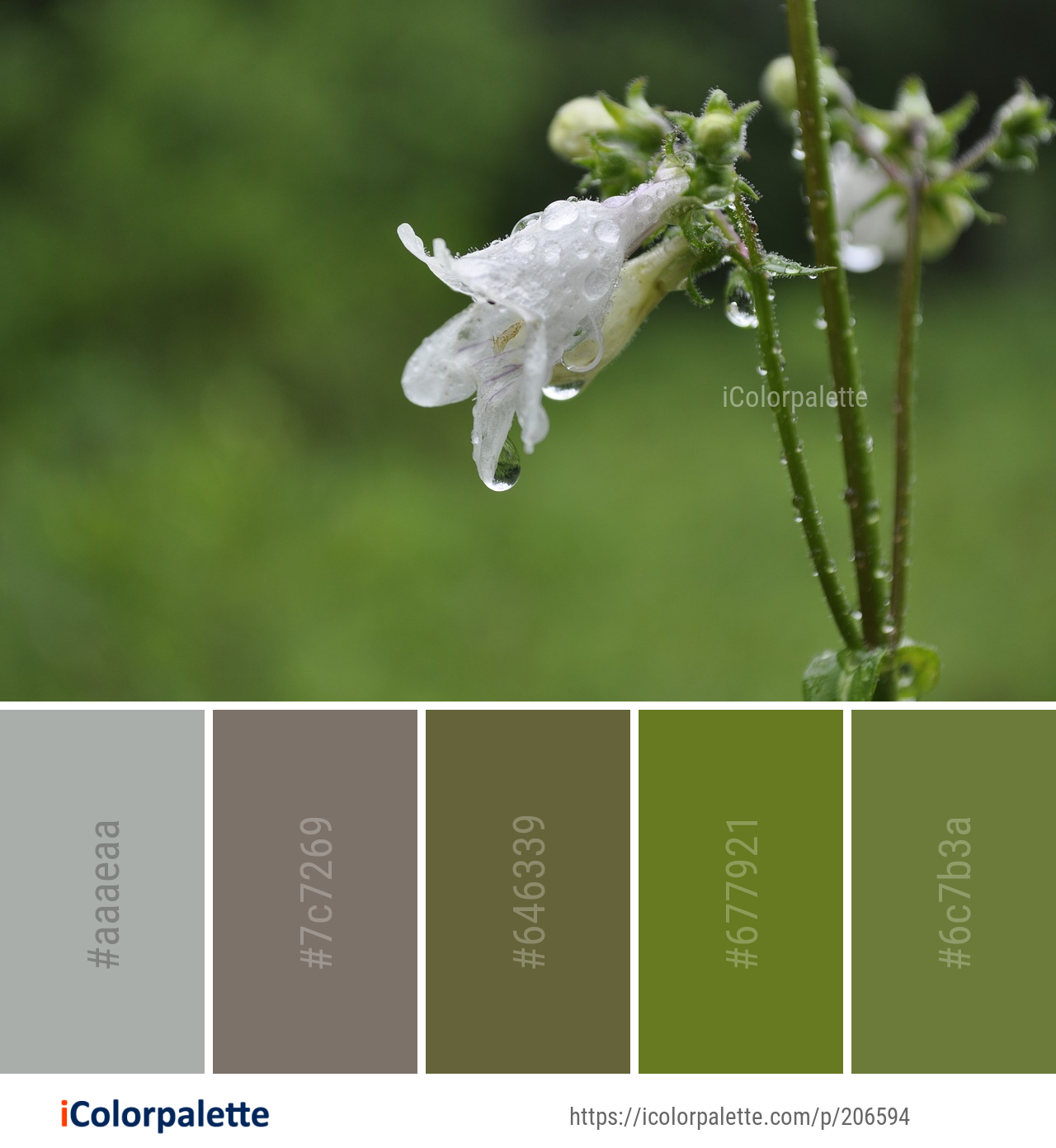 Color Palette Ideas from Flora Flower Plant Image | iColorpalette
