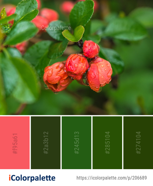 Color Palette Ideas from Plant Flora Lingonberry Image | iColorpalette