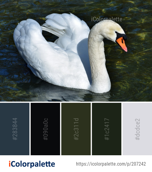 Color Palette Ideas from Swan Bird Water Image | iColorpalette