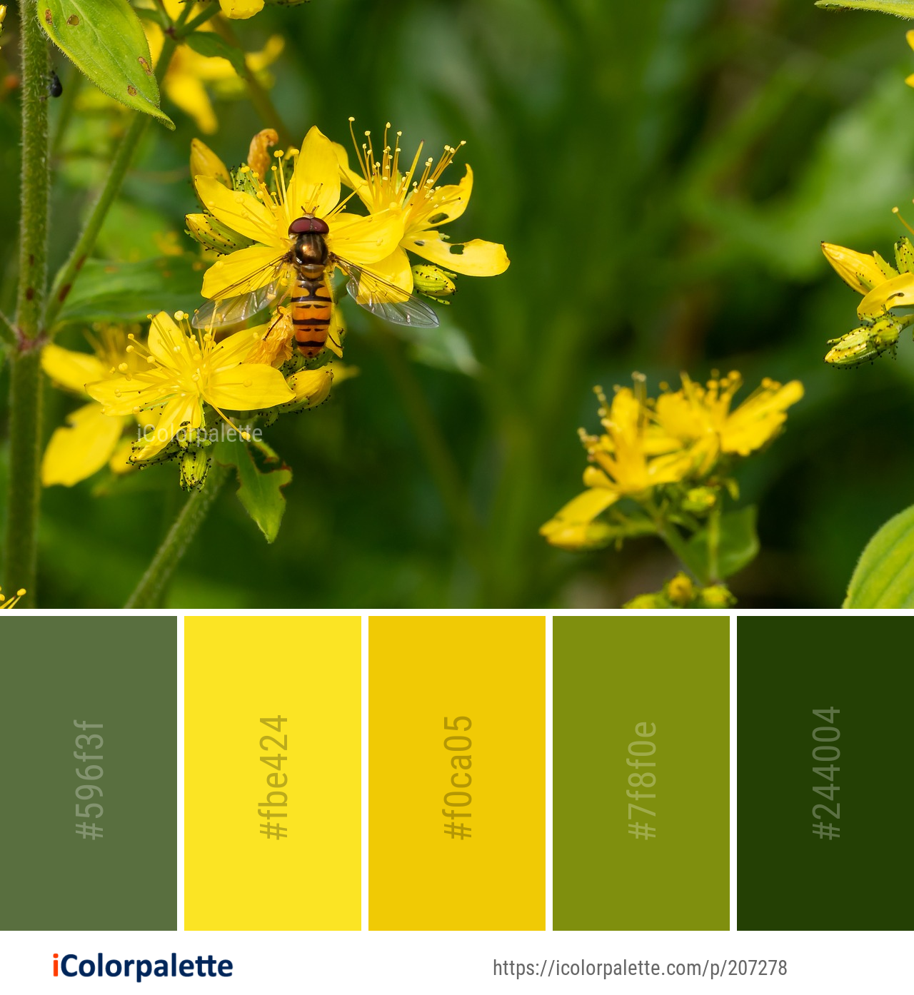 23 Hypericum Color Palette ideas in 2025 | iColorpalette