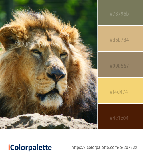 Color Palette Ideas from Wildlife Hair Lion Image | iColorpalette