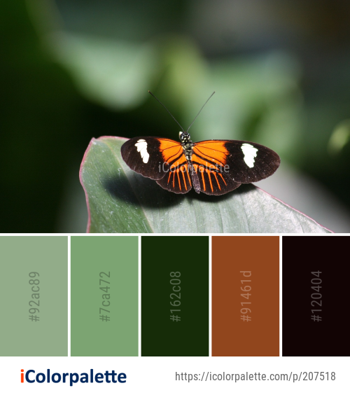 Color Palette Ideas from Butterfly Insect Moths And Butterflies Image ...