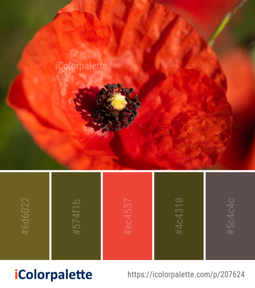 Color Palette Ideas from Flower Red Wildflower Image | iColorpalette