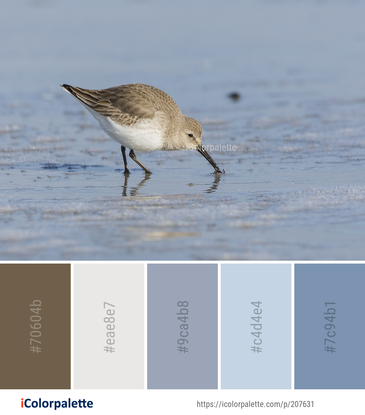 Color Palette Ideas from Bird Calidrid Sandpiper Image | iColorpalette