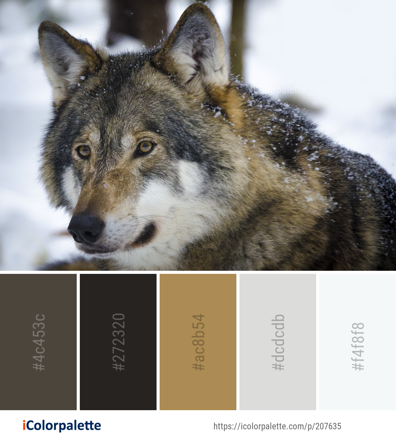 Color Palette Ideas from Wolf Wildlife Dog Like Mammal Image ...