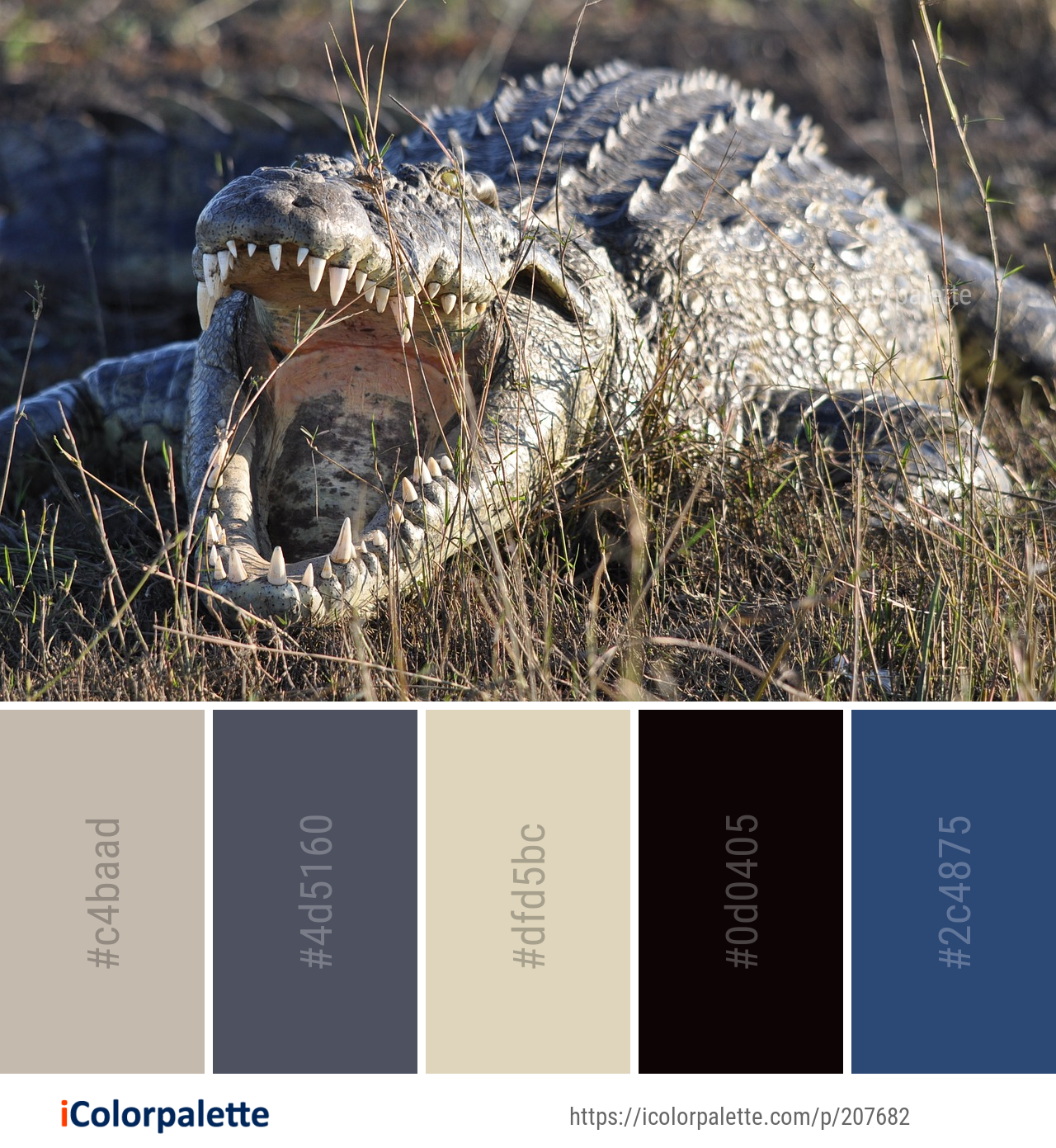 Color Palette Ideas from American Alligator Crocodilia Reptile Image ...
