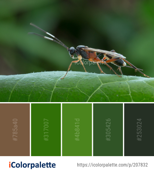 Color Palette Ideas from Insect Pest Macro Photography Image ...