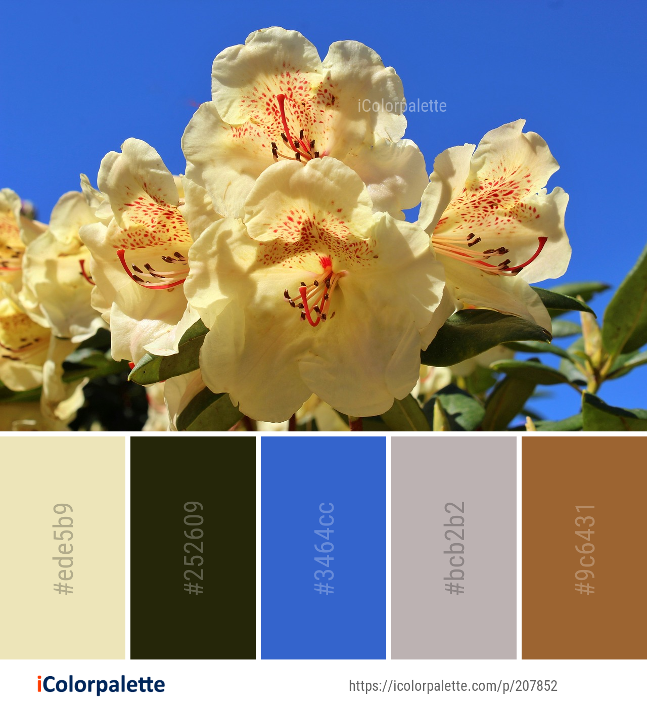 Color Palette Ideas from Flower White Plant Image | iColorpalette