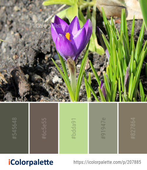 Color Palette Ideas from Flower Plant Crocus Image | iColorpalette