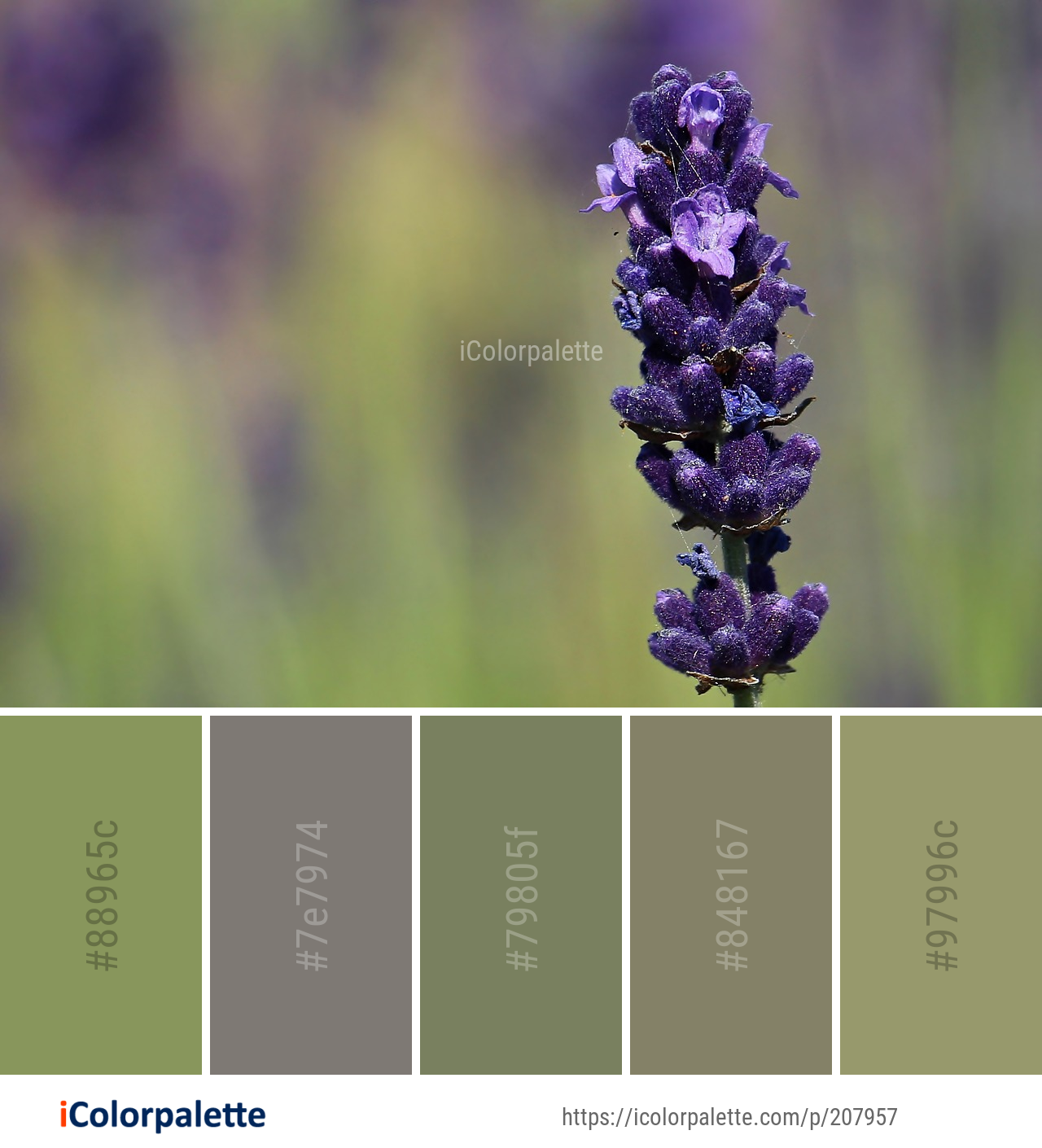 Color Palette Ideas from Lavender Flower English Image | iColorpalette