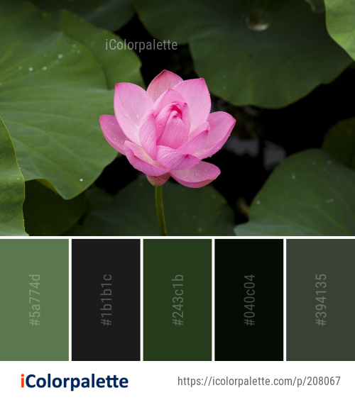 Color Palette Ideas from Flower Plant Sacred Lotus Image | iColorpalette