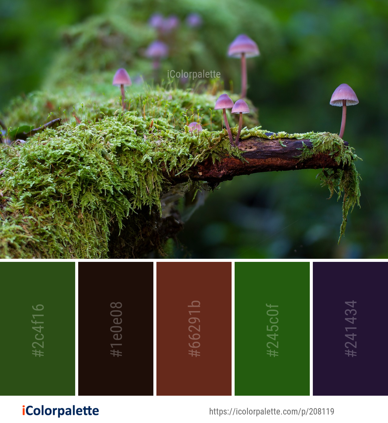 69+ Moss Color Palette ideas in 2025 | iColorPalette