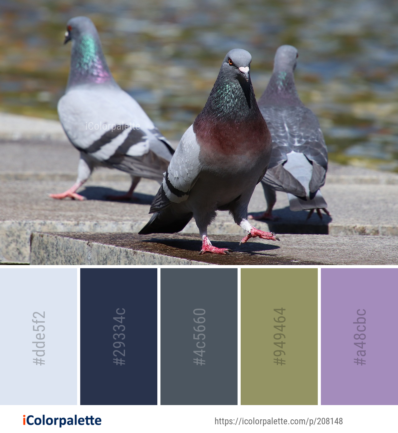 Color Palette Ideas from Pigeons And Doves Bird Beak Image | iColorpalette
