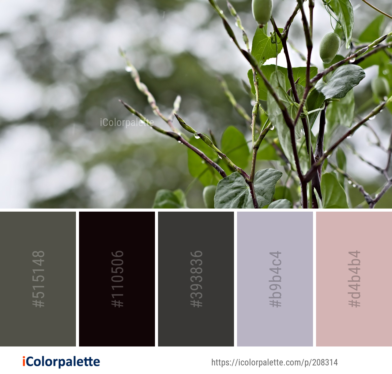 Color Palette Ideas from Branch Leaf Tree Image – iColorpalette
