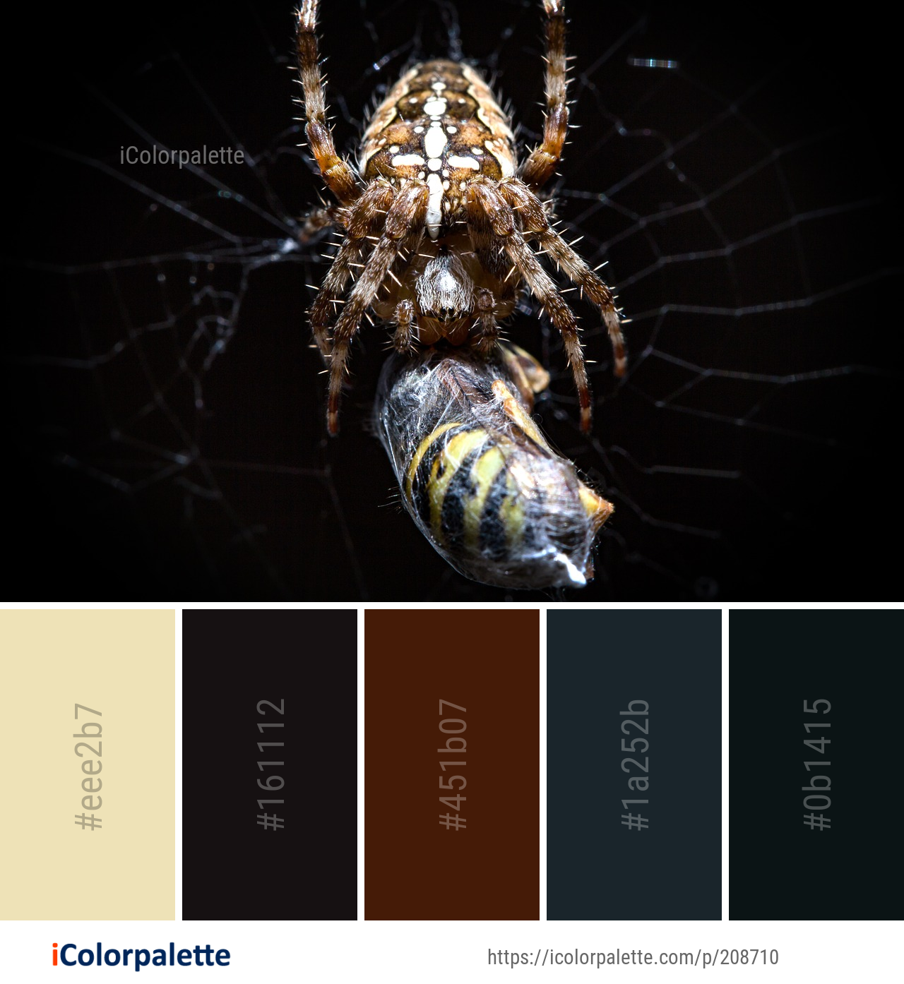 23+ Orb Weaver Spider Color Palette ideas in 2025 | iColorPalette