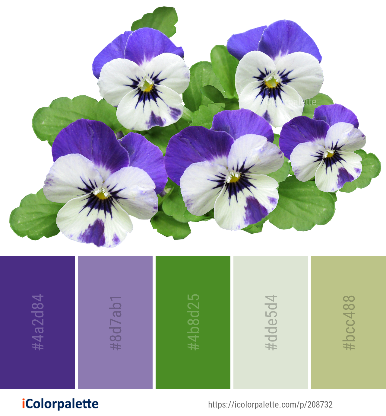 Color Palette Ideas from Flower Flowering Plant Pansy Image | iColorPalette