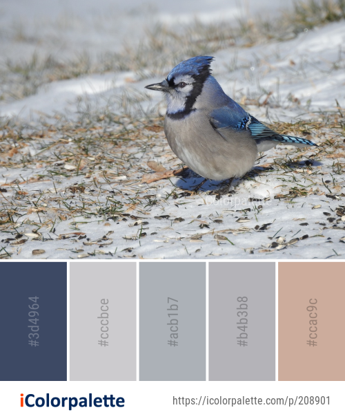 Color Palette Ideas from Bird Fauna Blue Jay Image | iColorpalette
