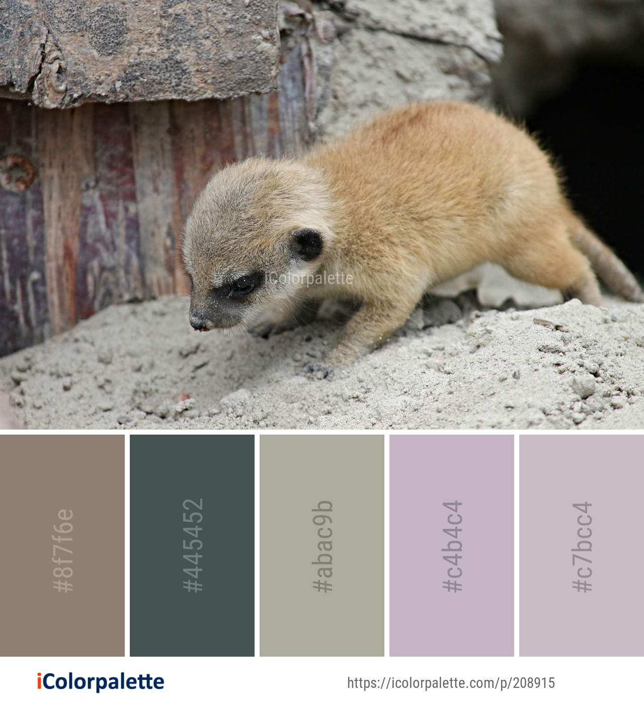 Color Palette Ideas from Meerkat Mammal Fauna Image | iColorpalette