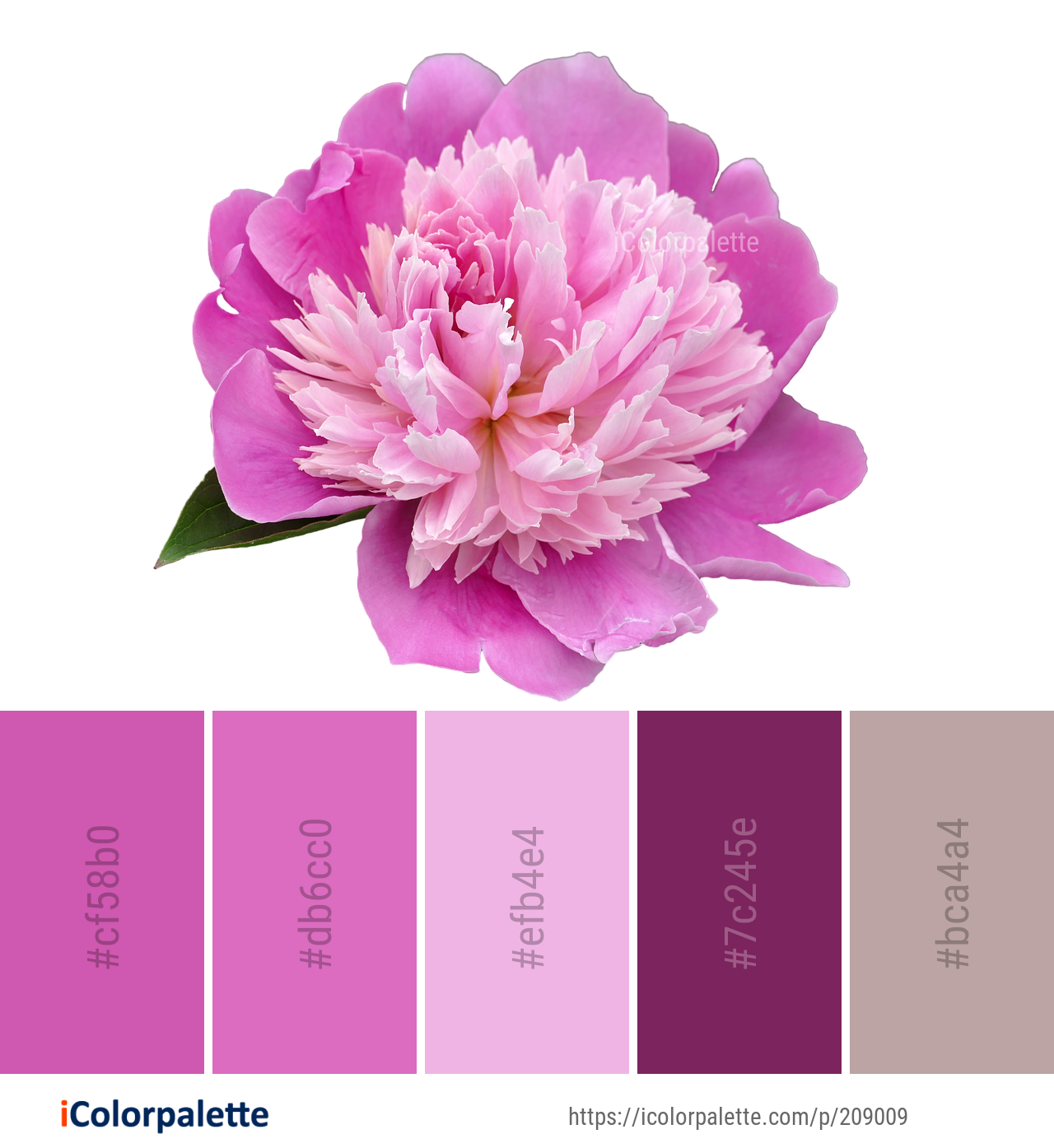 33 Carnation Color Palette ideas in 2025 | iColorpalette