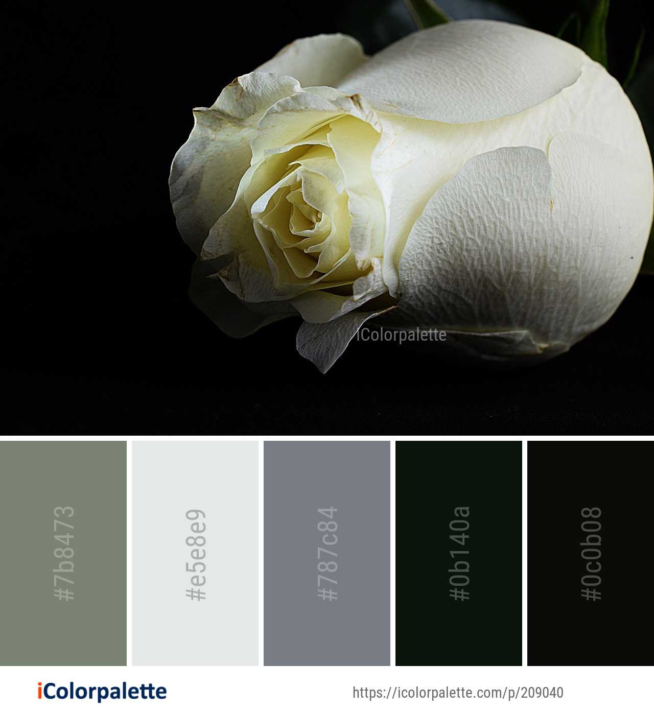 Color Palette Ideas from Flower White Rose Family Image | iColorpalette