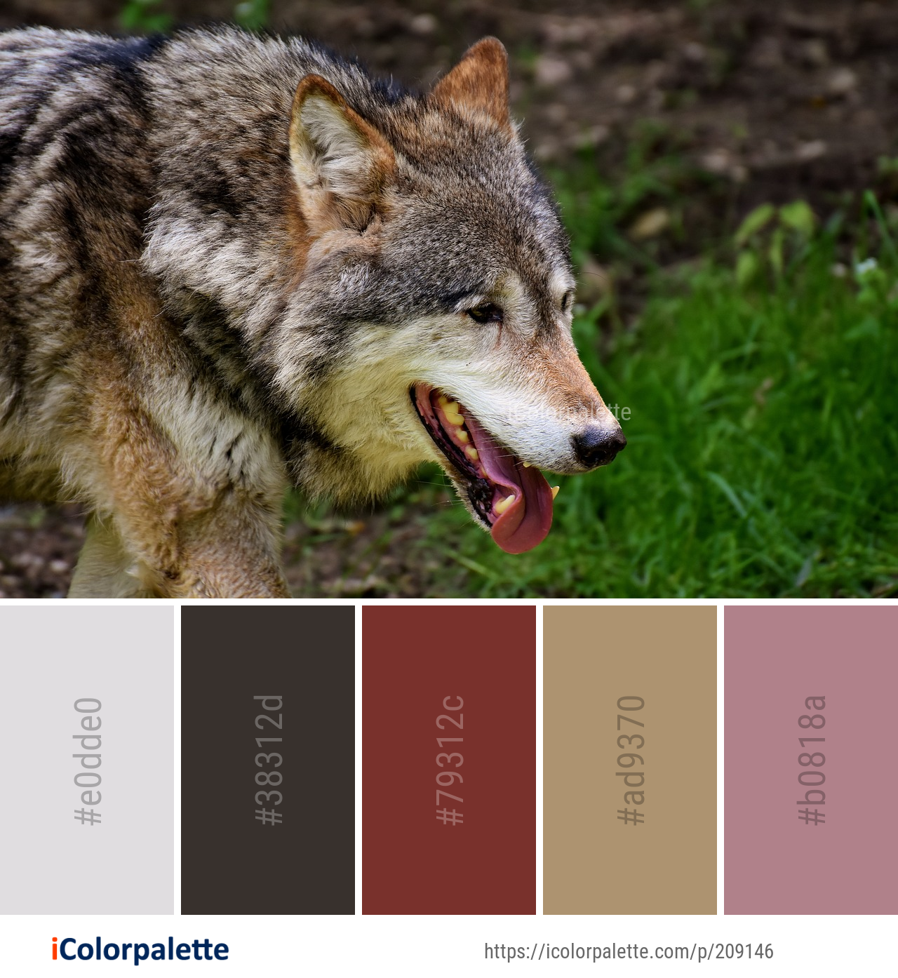 Color Palette Ideas from Wolf Wildlife Mammal Image | iColorpalette