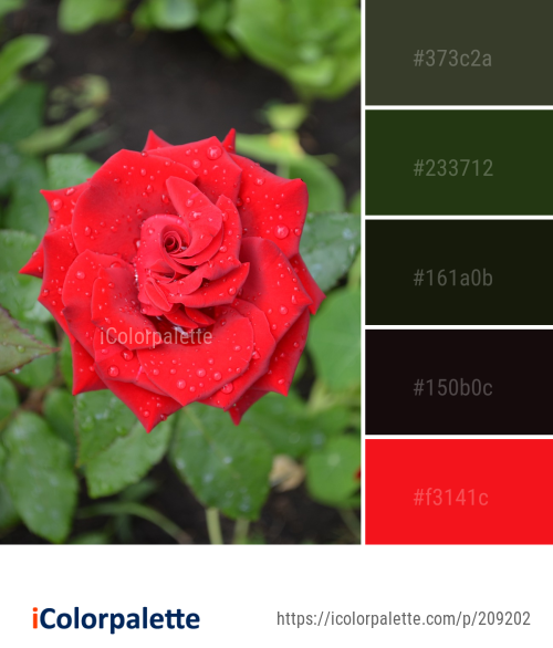 Color Palette Ideas from Rose Flower Red Image | iColorpalette