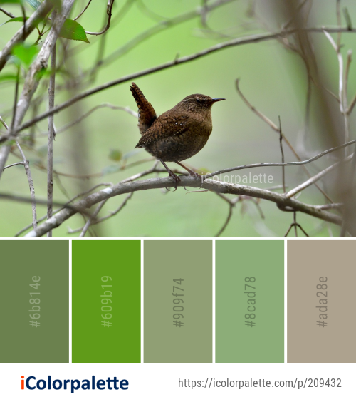 Color Palette Ideas from Bird Fauna Wren Image | iColorpalette