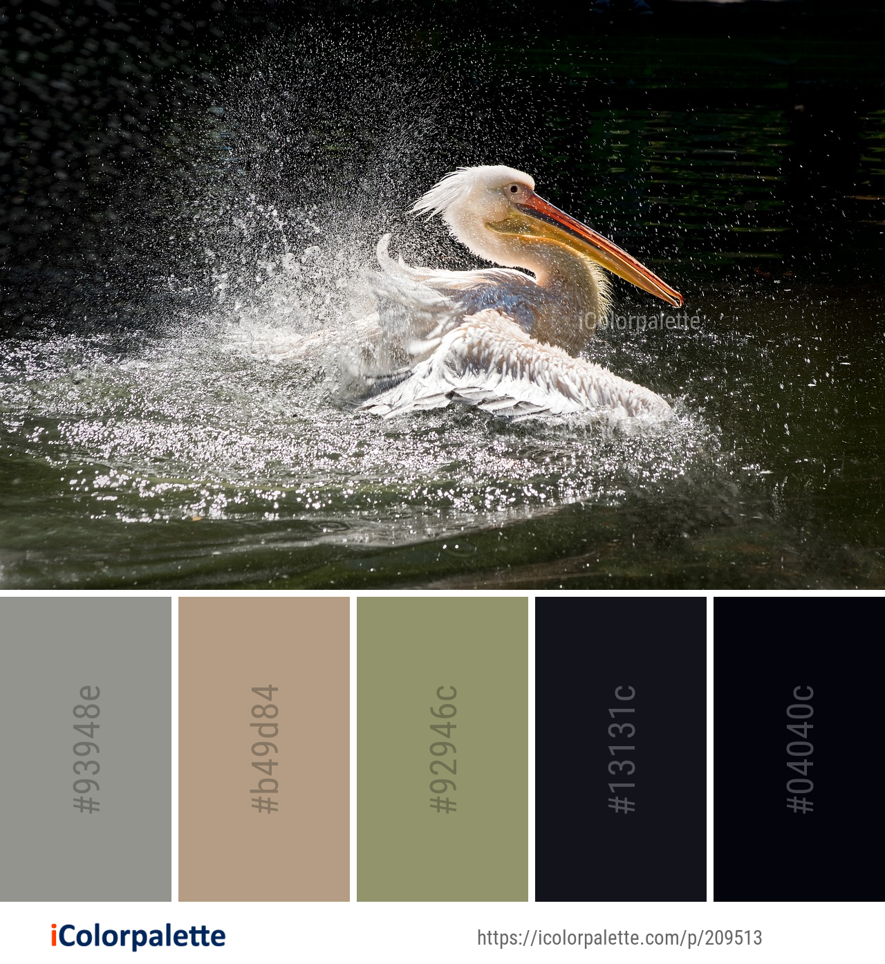 Color Palette Ideas from Pelican Water Bird Image | iColorpalette