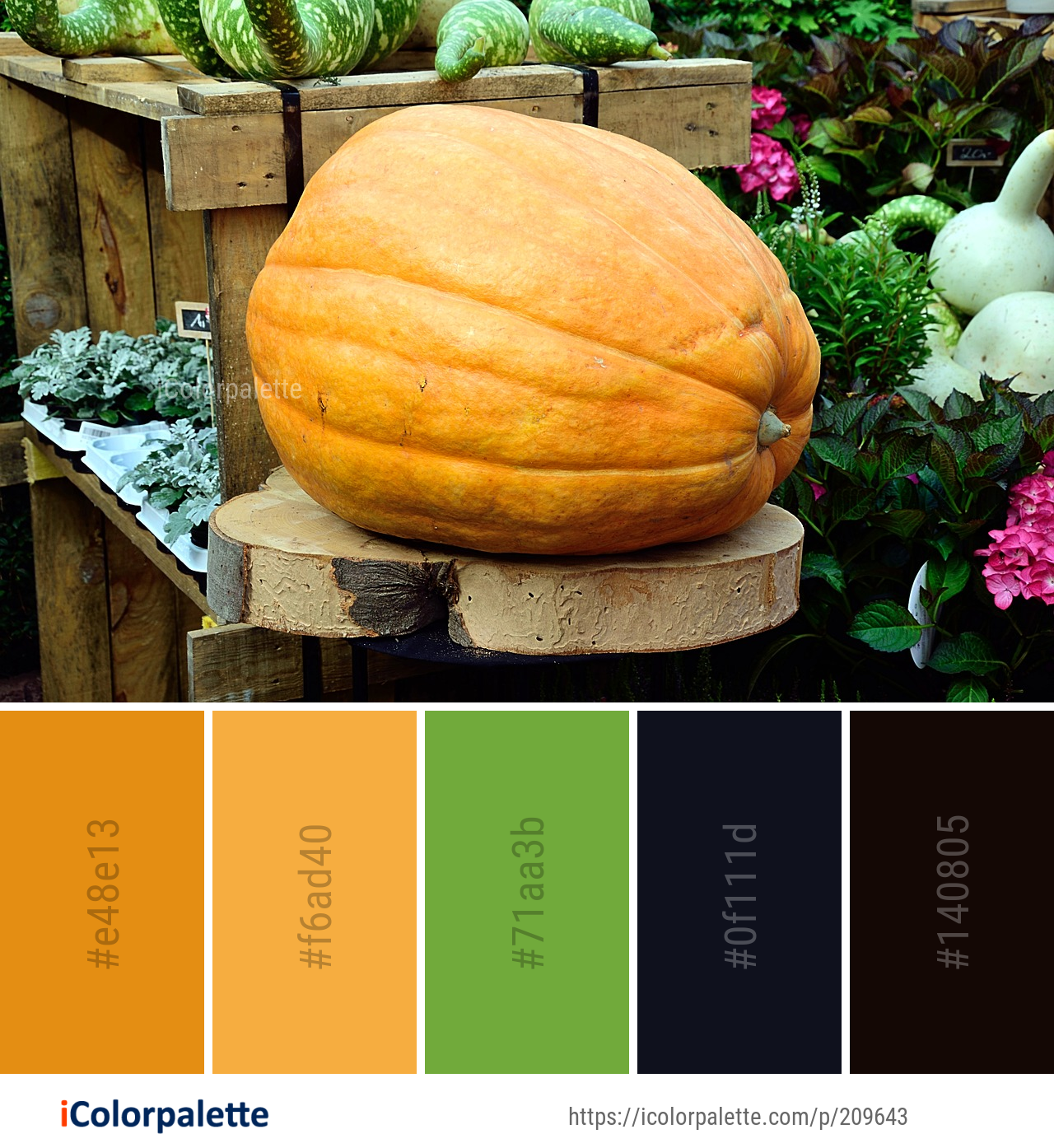 20+ Pumpkin Color Palette ideas in 2025 | iColorPalette