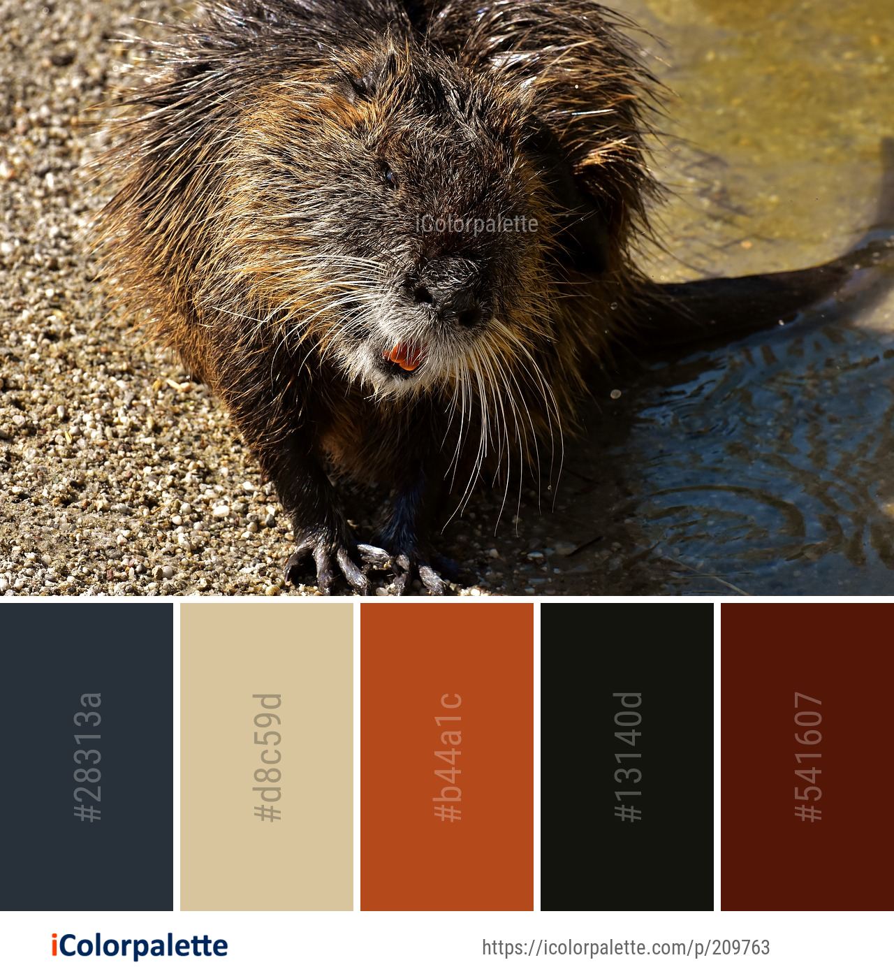 Color Palette Ideas from Fauna Mammal Beaver Image | iColorpalette