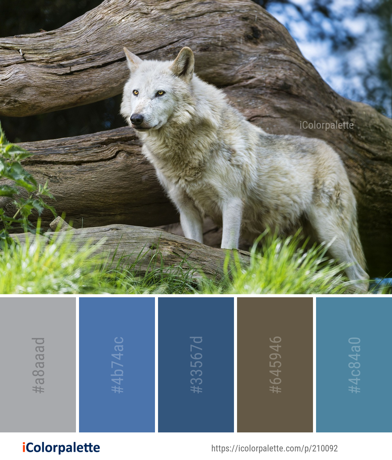 Color Palette Ideas from Wildlife Fauna Wolf Image | iColorpalette