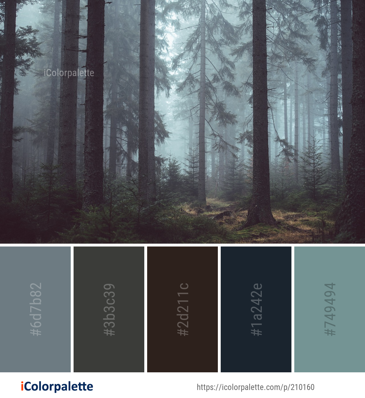 Color Palette Ideas from Forest Spruce Fir Ecosystem Image | iColorpalette